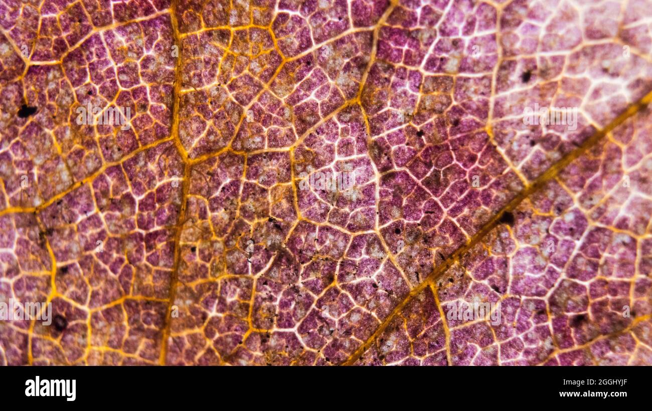 Colorful texture of old leaf after the fall Stock Photo - Alamy