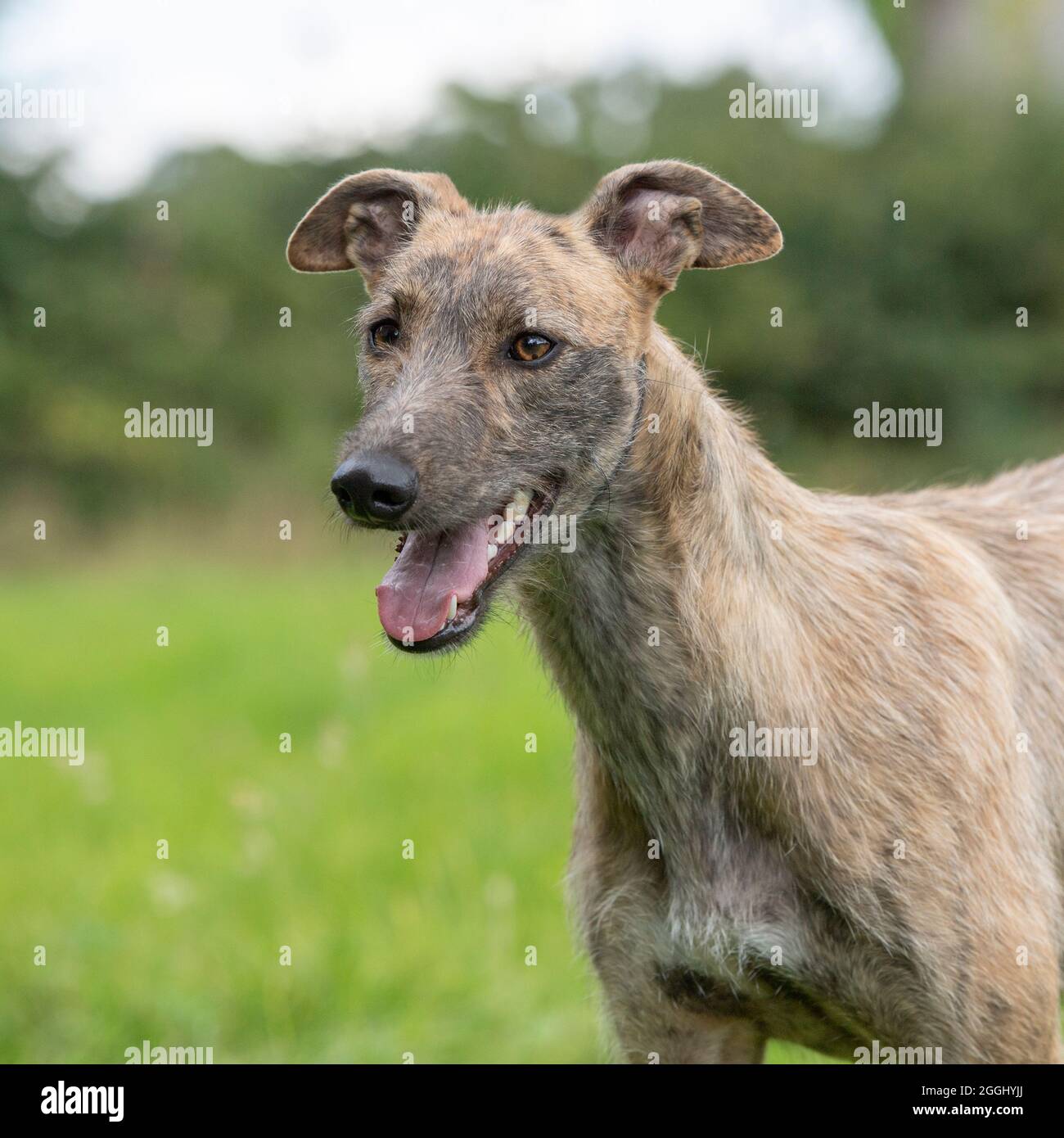 Lurcher Dog Head High Resolution Stock Photography and Images - Alamy