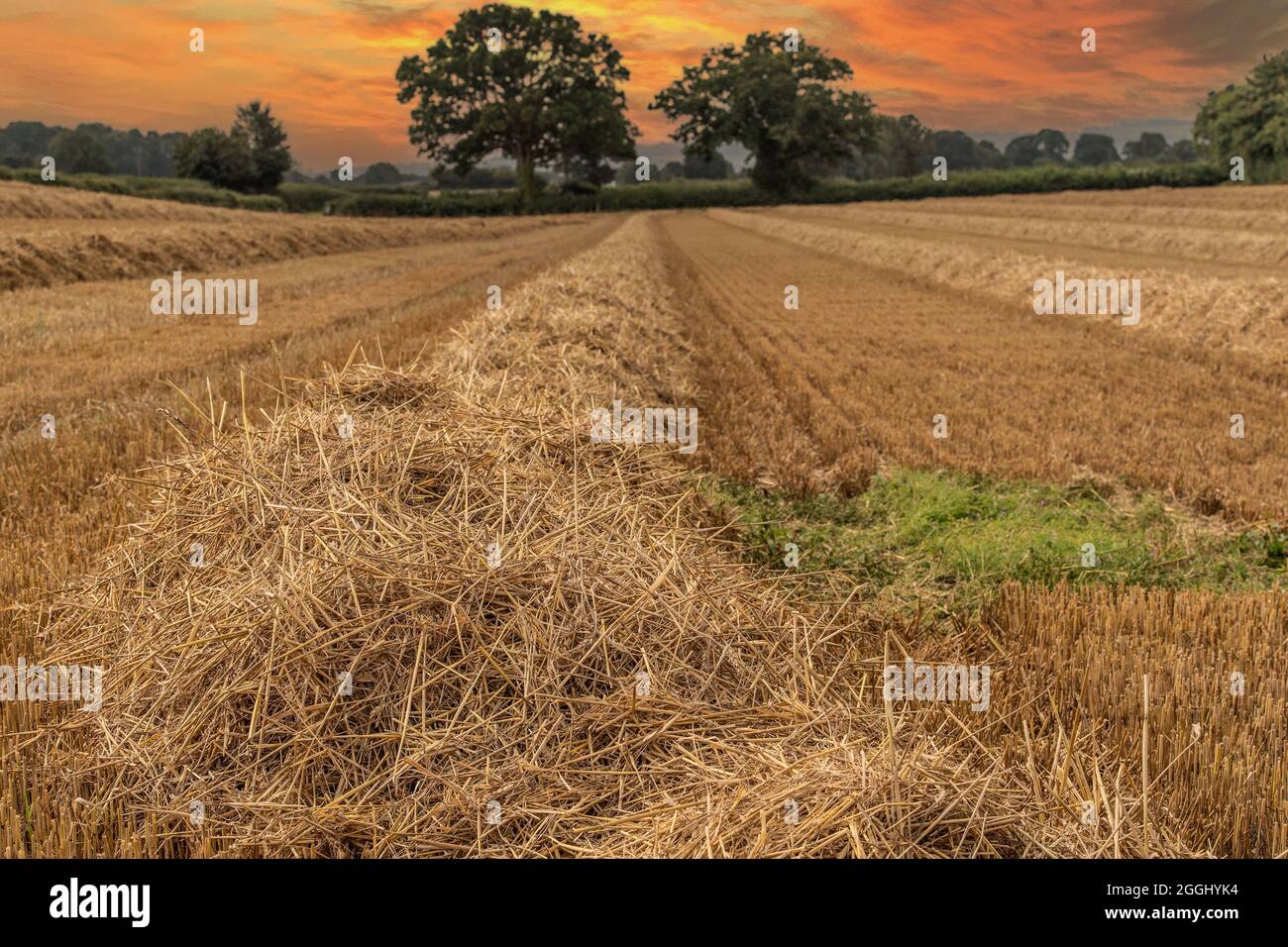 harvesting straw and grain in UK Stock Photo - Alamy