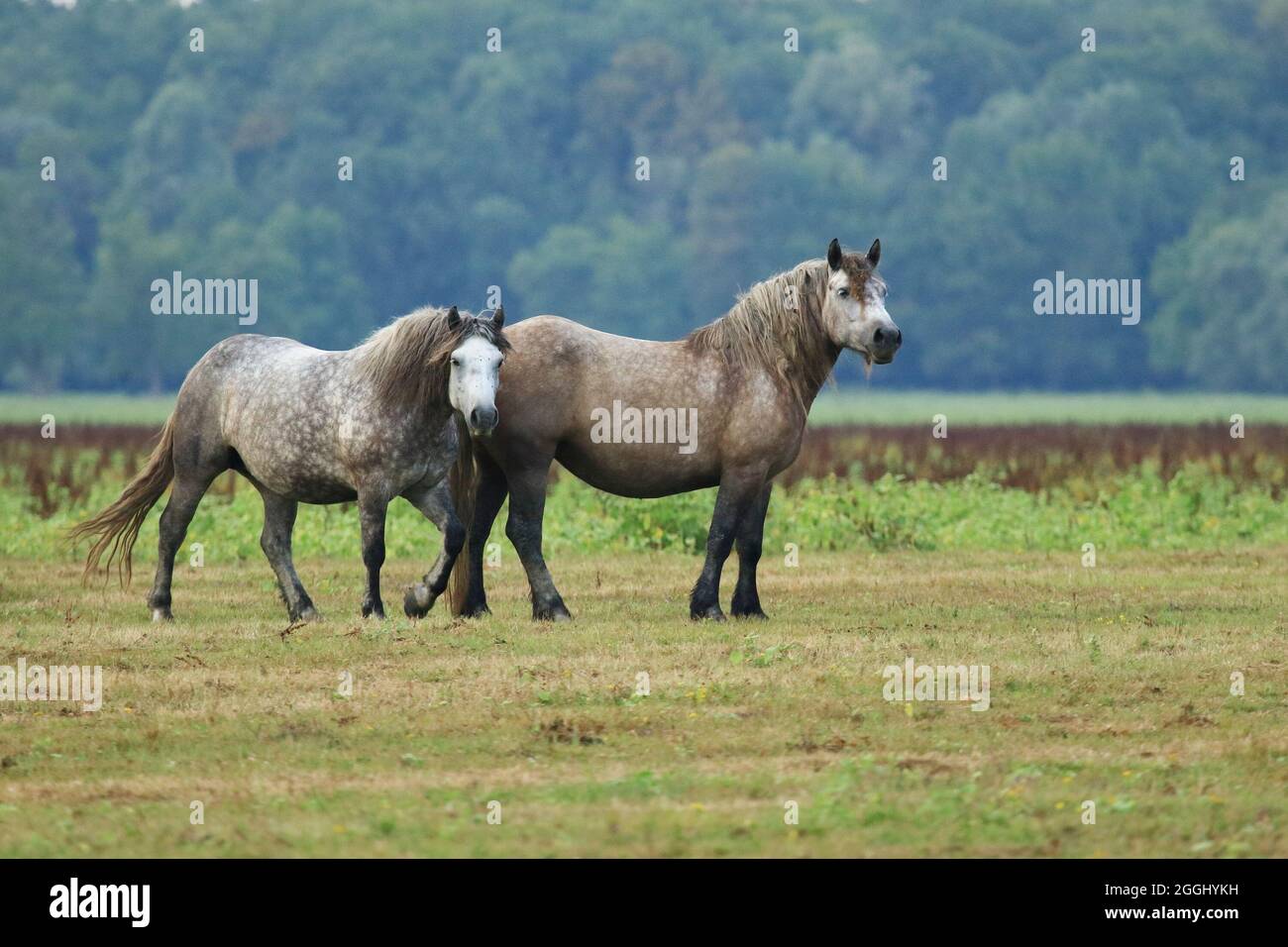 White grey horses hi-res stock photography and images - Alamy