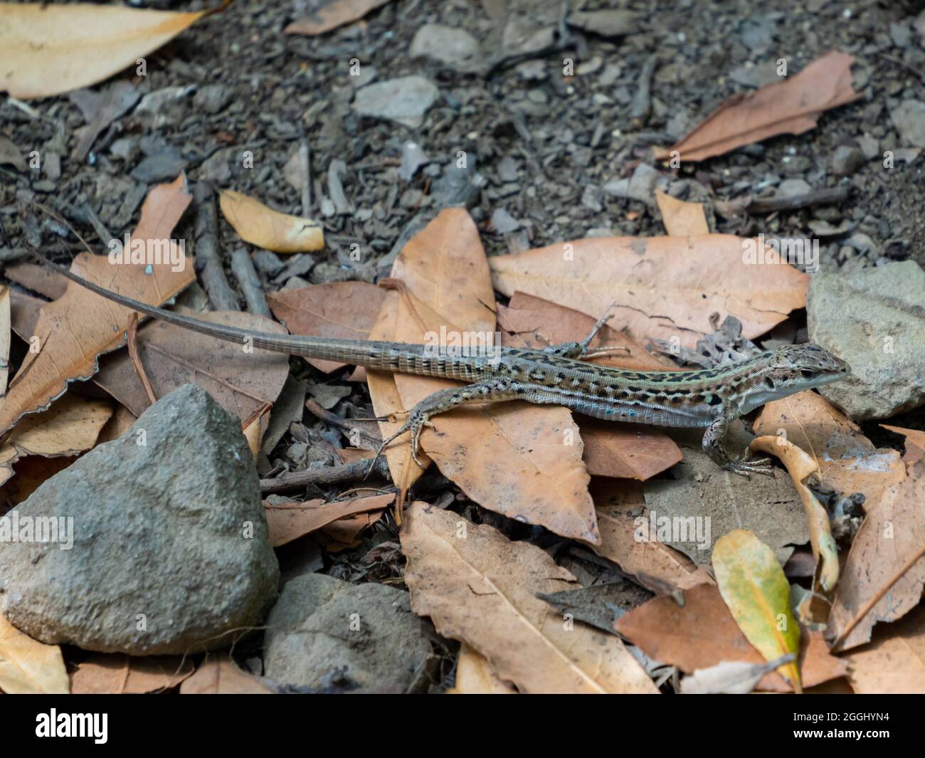 Closeup shot of a lizard on dry leaves Stock Photo - Alamy