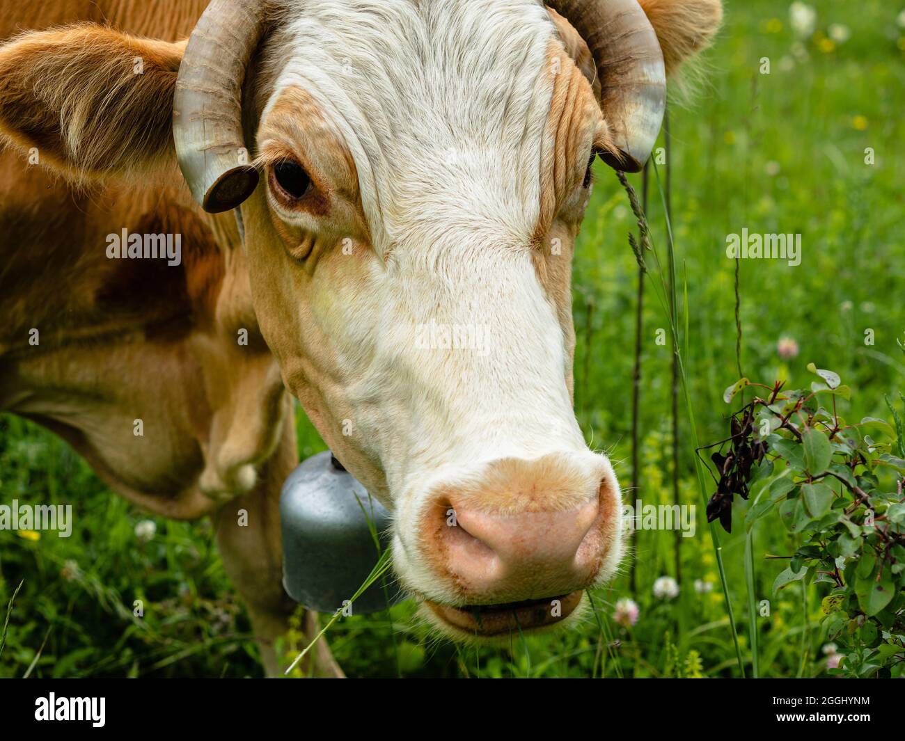 Close-up of a cow's head. On the neck hangs a bell. The ends of the ...
