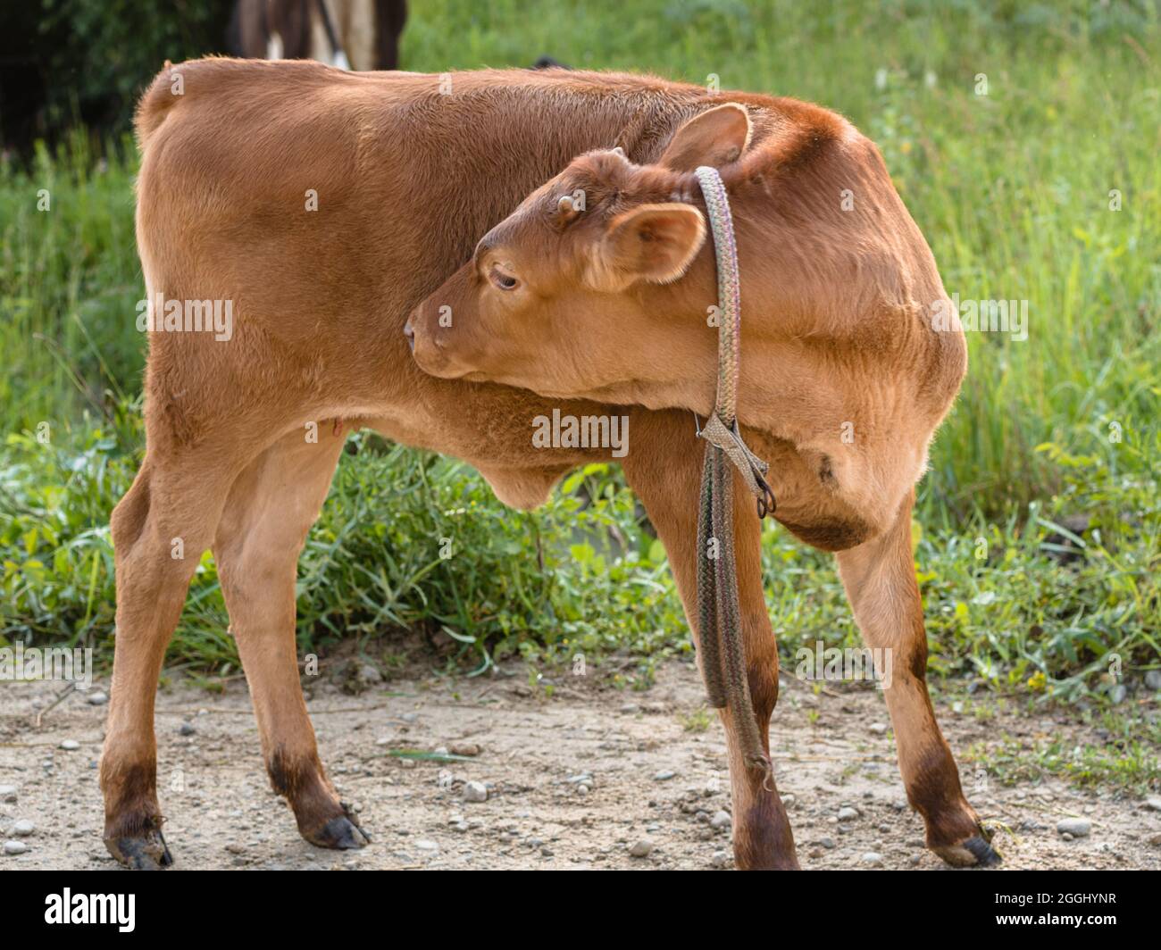 Brown calf with a rope around its neck close-up. Animal's head turned ...