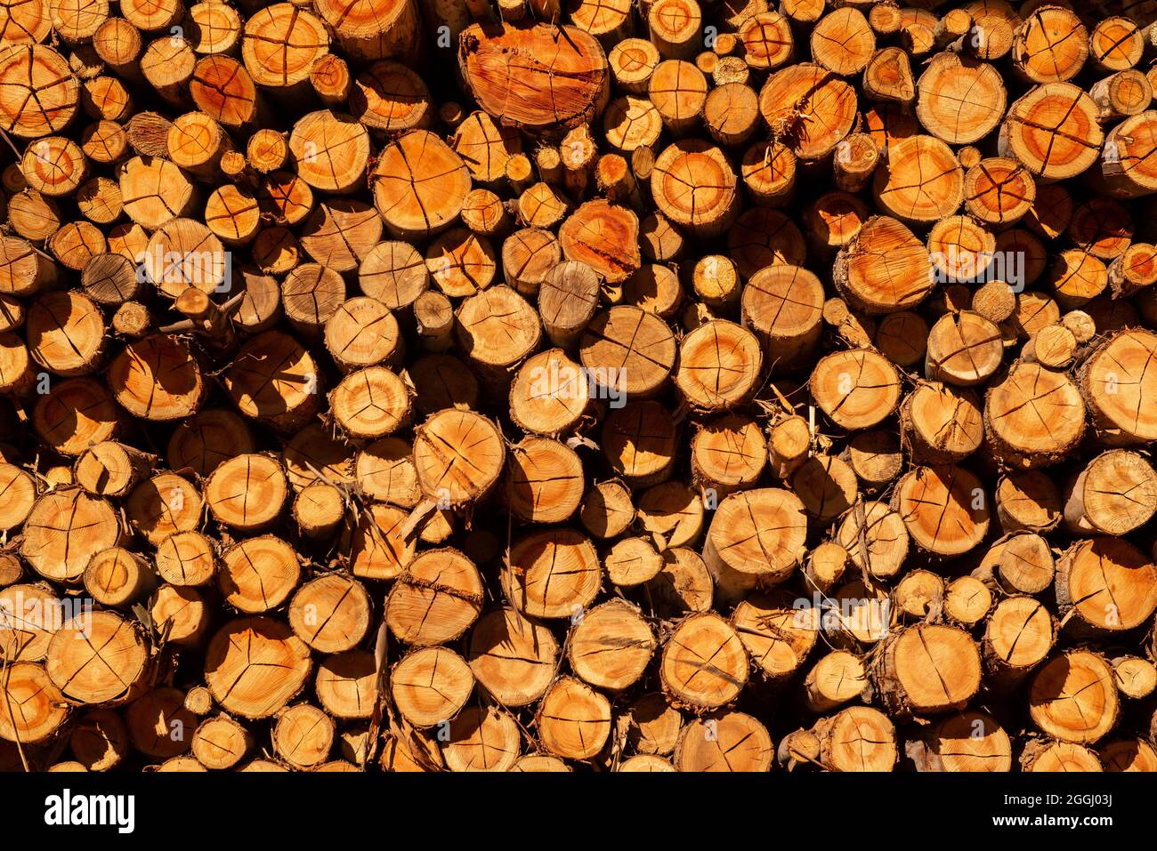 Eucalyptus tree trunk section hi-res stock photography and images - Alamy