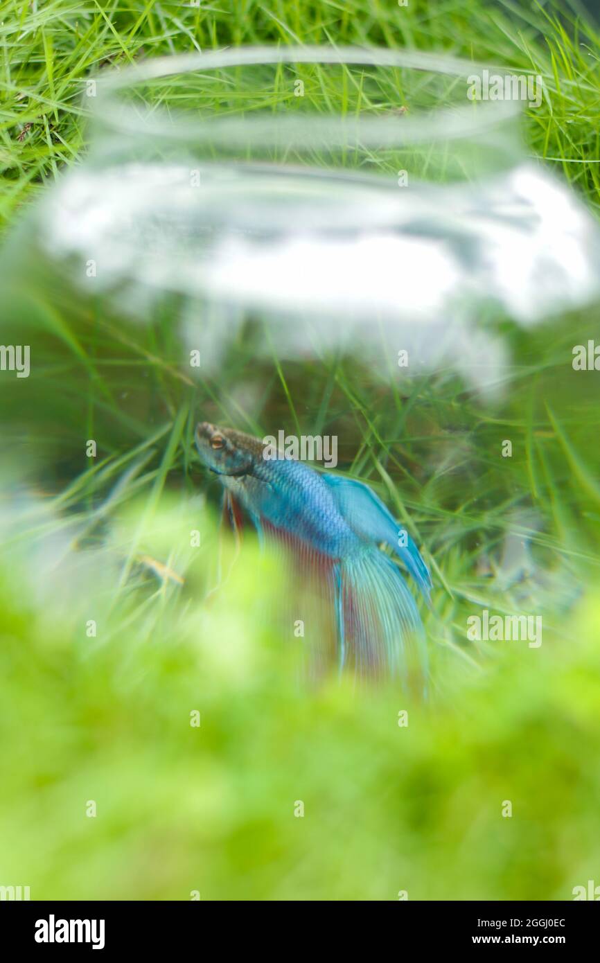 Magnified glass fish hi-res stock photography and images - Alamy