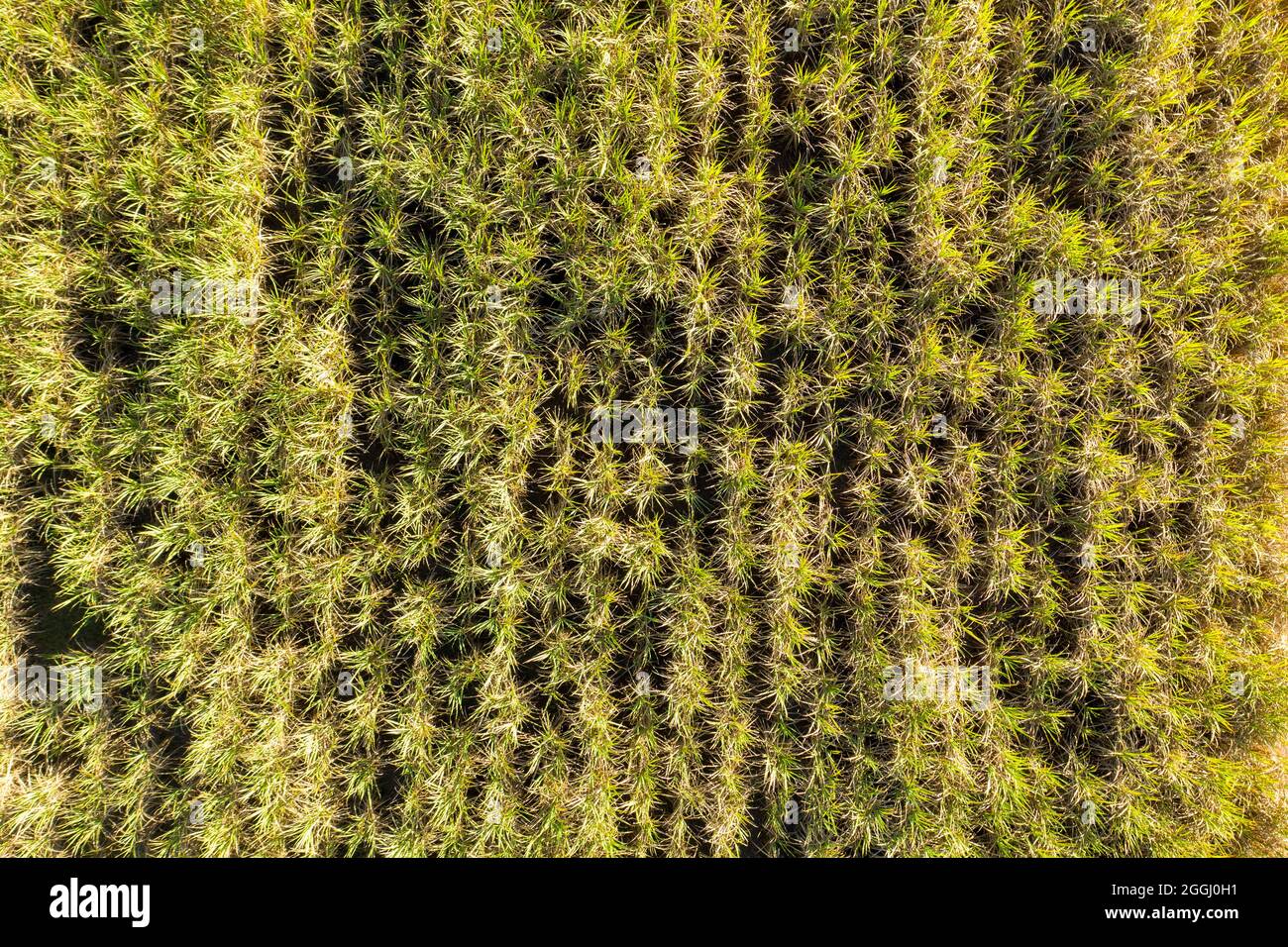 aerial view of a cane field with adult plants Stock Photo - Alamy