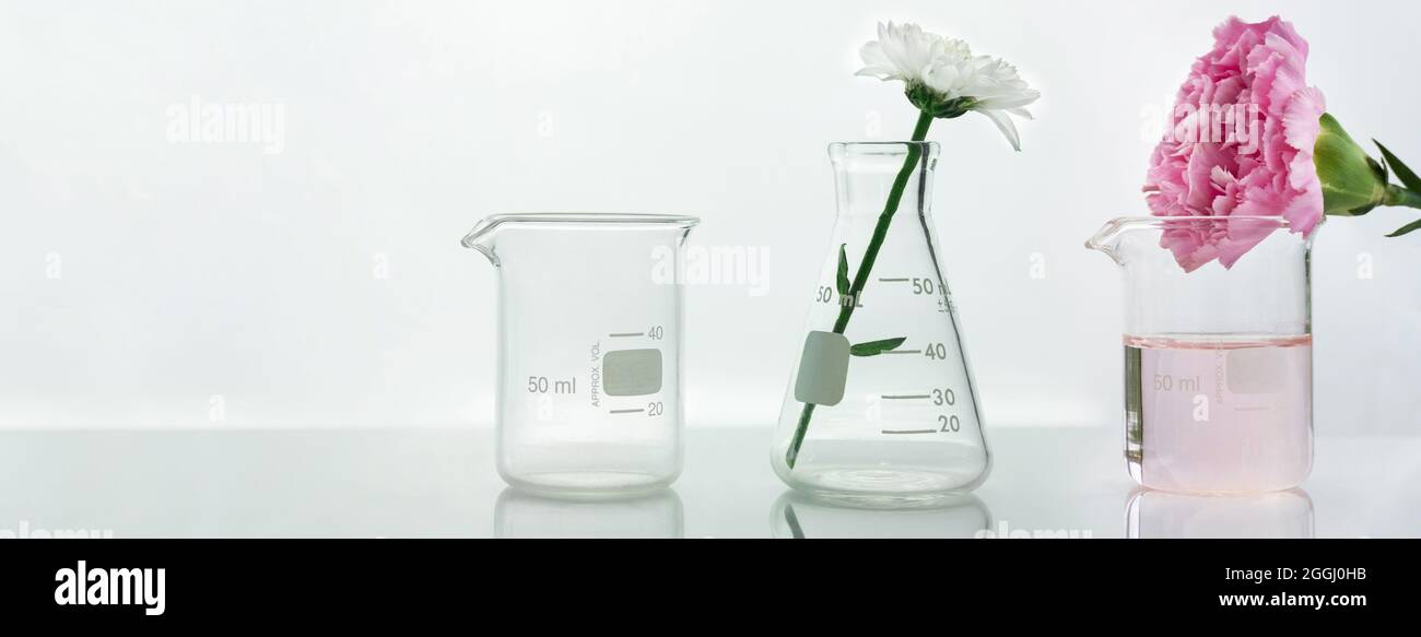 glass flask and beaker with pink white flower and green plant ...