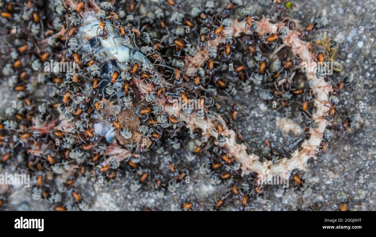 The remnants of a small snake devoured by an ant swarm Stock Photo - Alamy
