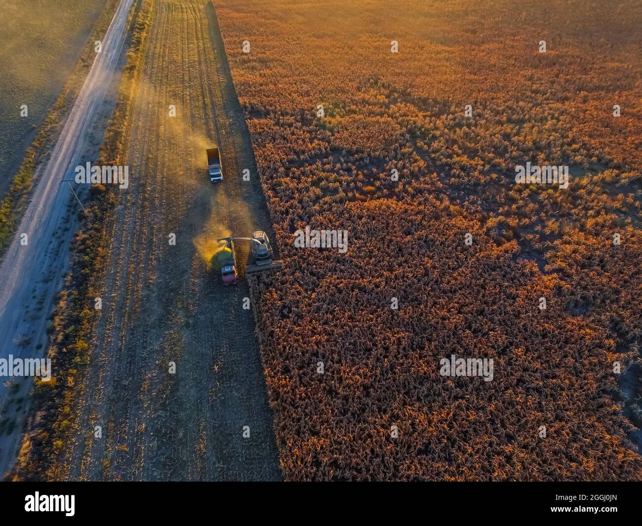Harvester chopper, chopping corn in the Argentine countryside Stock ...