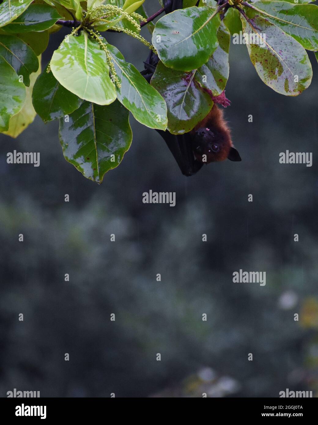 Indian flying fox in a tree Stock Photo - Alamy