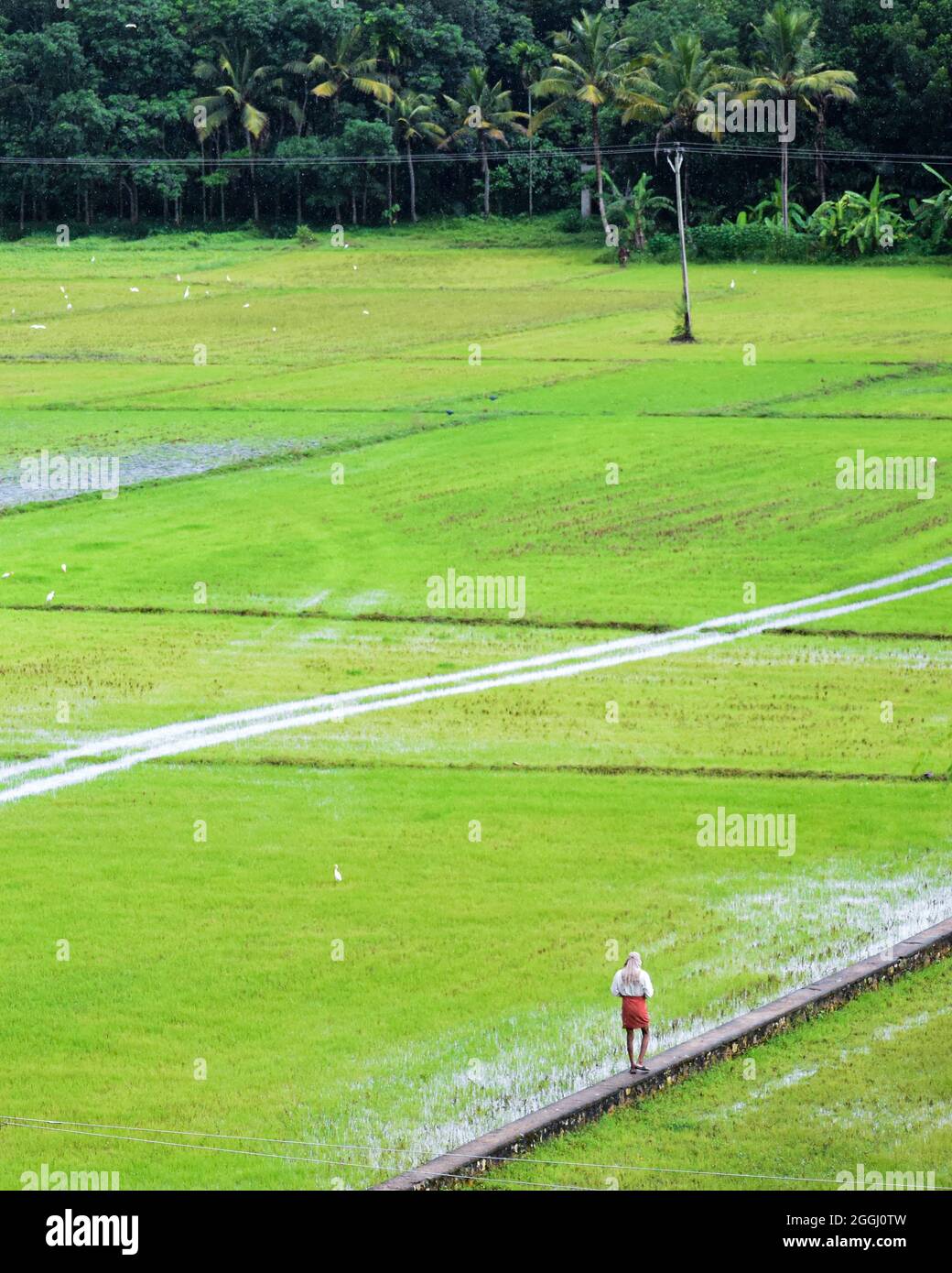 A green paddy field filled with water Stock Photo - Alamy