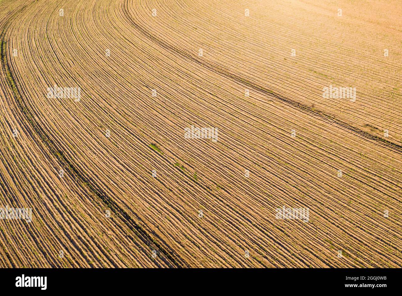 aerial view of a cane field with young plants Stock Photo - Alamy