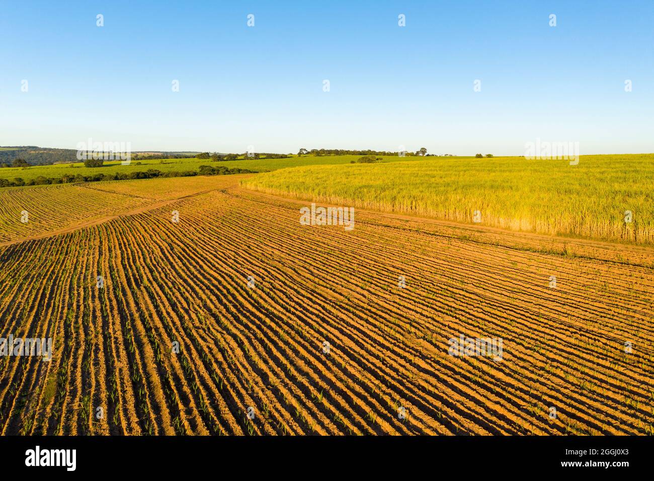 aerial view of a cane field with young plants on one side and adults on ...