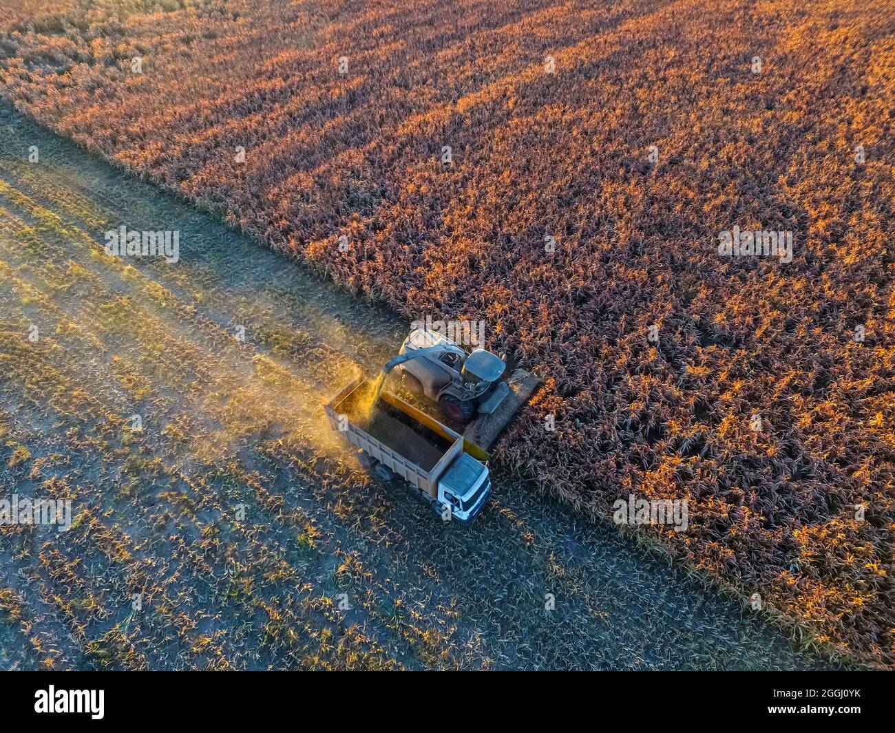 Harvester chopper, chopping corn in the Argentine countryside Stock ...