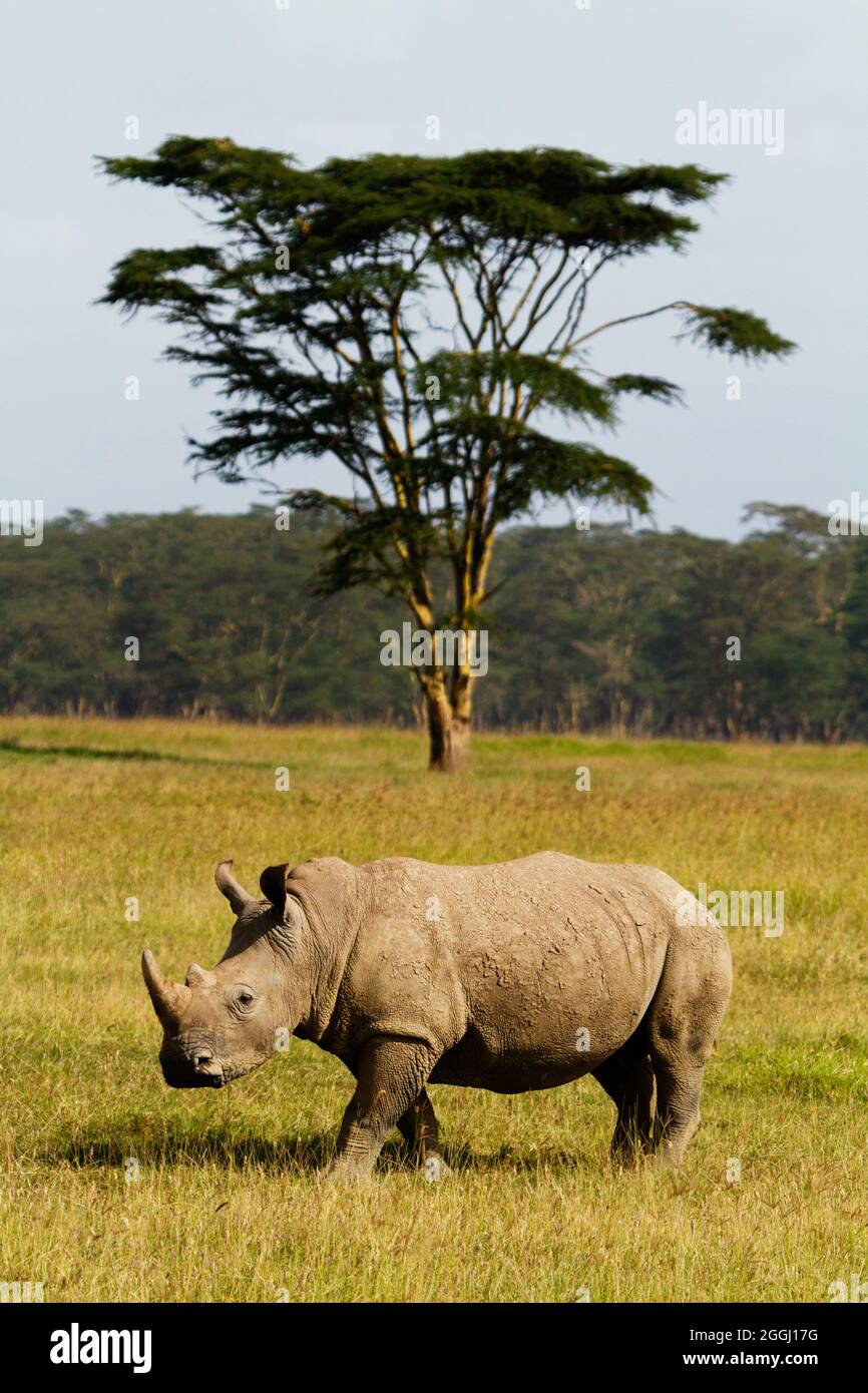 White Rhino (Ceratotherium simum) near Lake Nakuru Stock Photo - Alamy