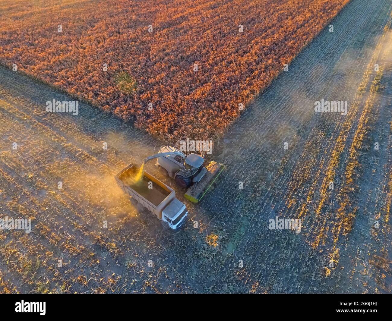 Harvester chopper, chopping corn in the Argentine countryside Stock ...