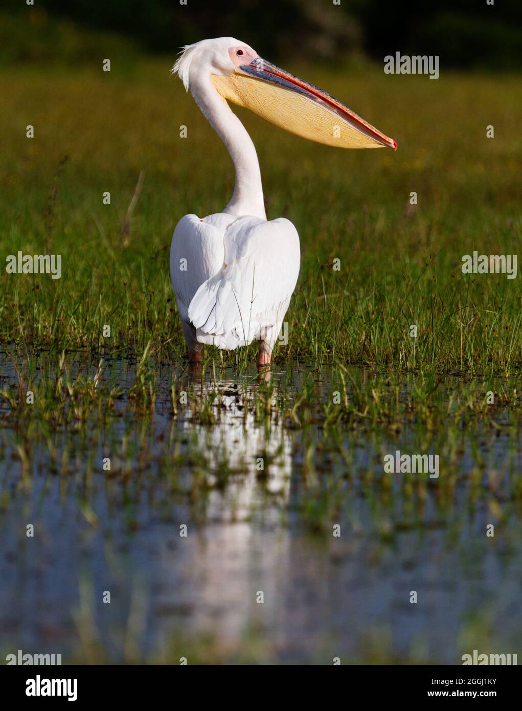 Kenya Great white pelican ( Pelecanus onocrotalus ) in Lake Naivasha ...