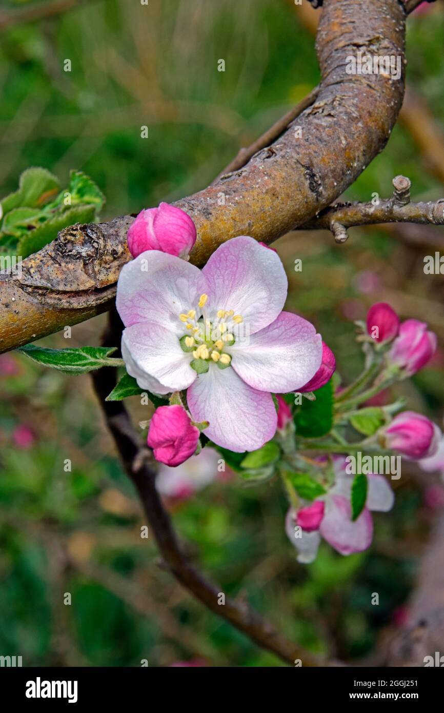 Pink delight apple hi-res stock photography and images - Alamy