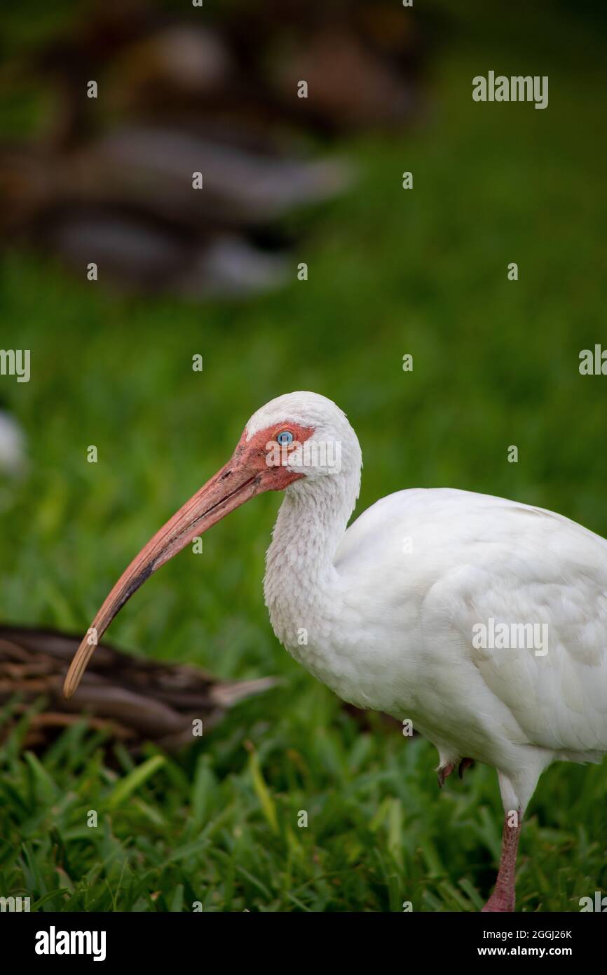 Ibis chilling hi-res stock photography and images - Alamy