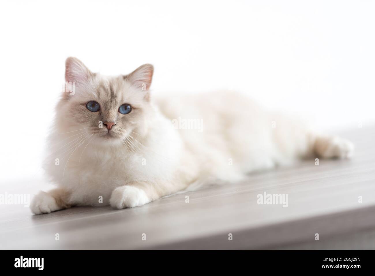 Portrait of beautiful sacred cat of burma with blue eyes Stock Photo ...