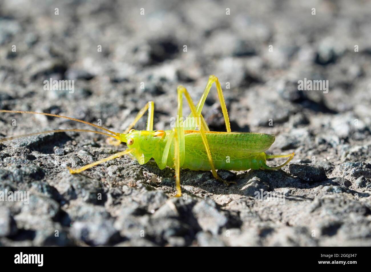 Oak bush cricket. Close up of an insect. Green grasshopper. Meconema ...