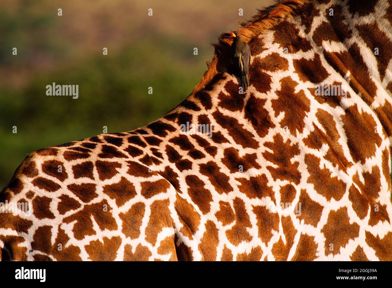 Oxpecker on a giraffe hi-res stock photography and images - Alamy