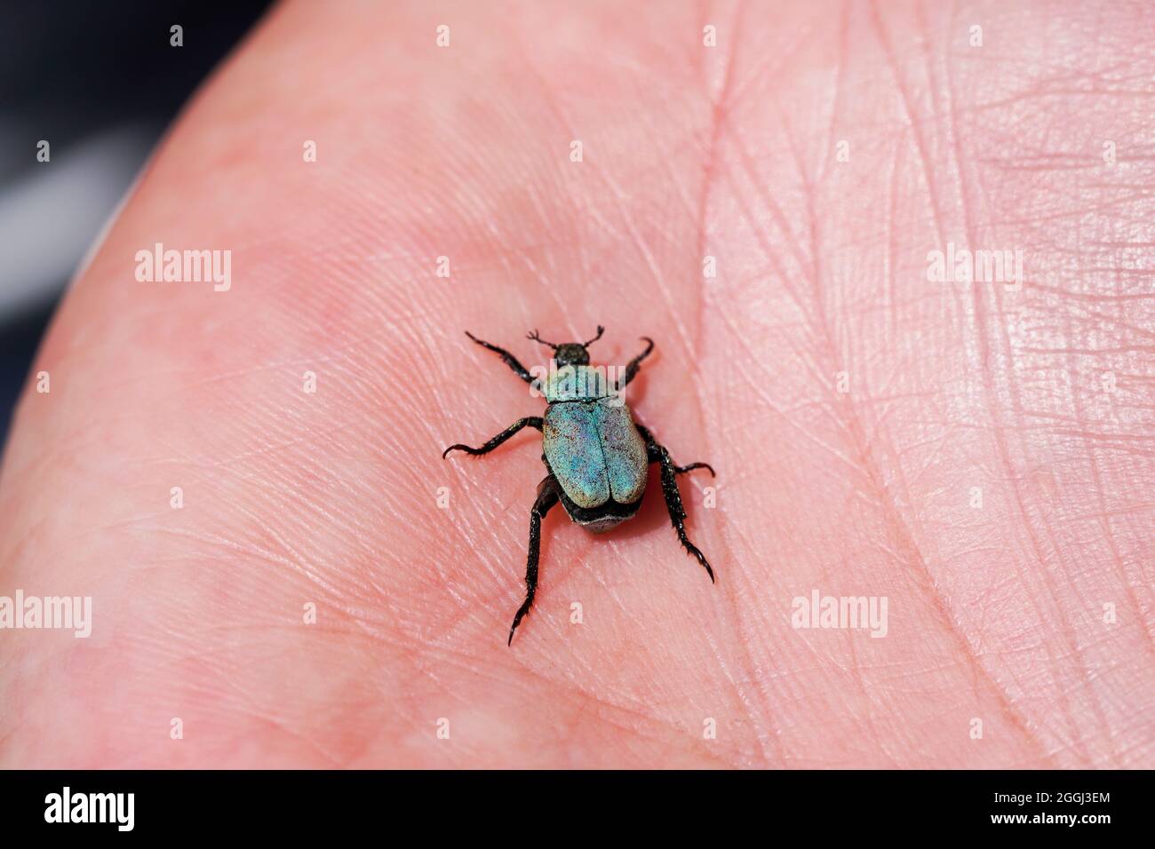 Gold dust tree beetle on hand. Insect close up. Hoplia argentea Stock ...