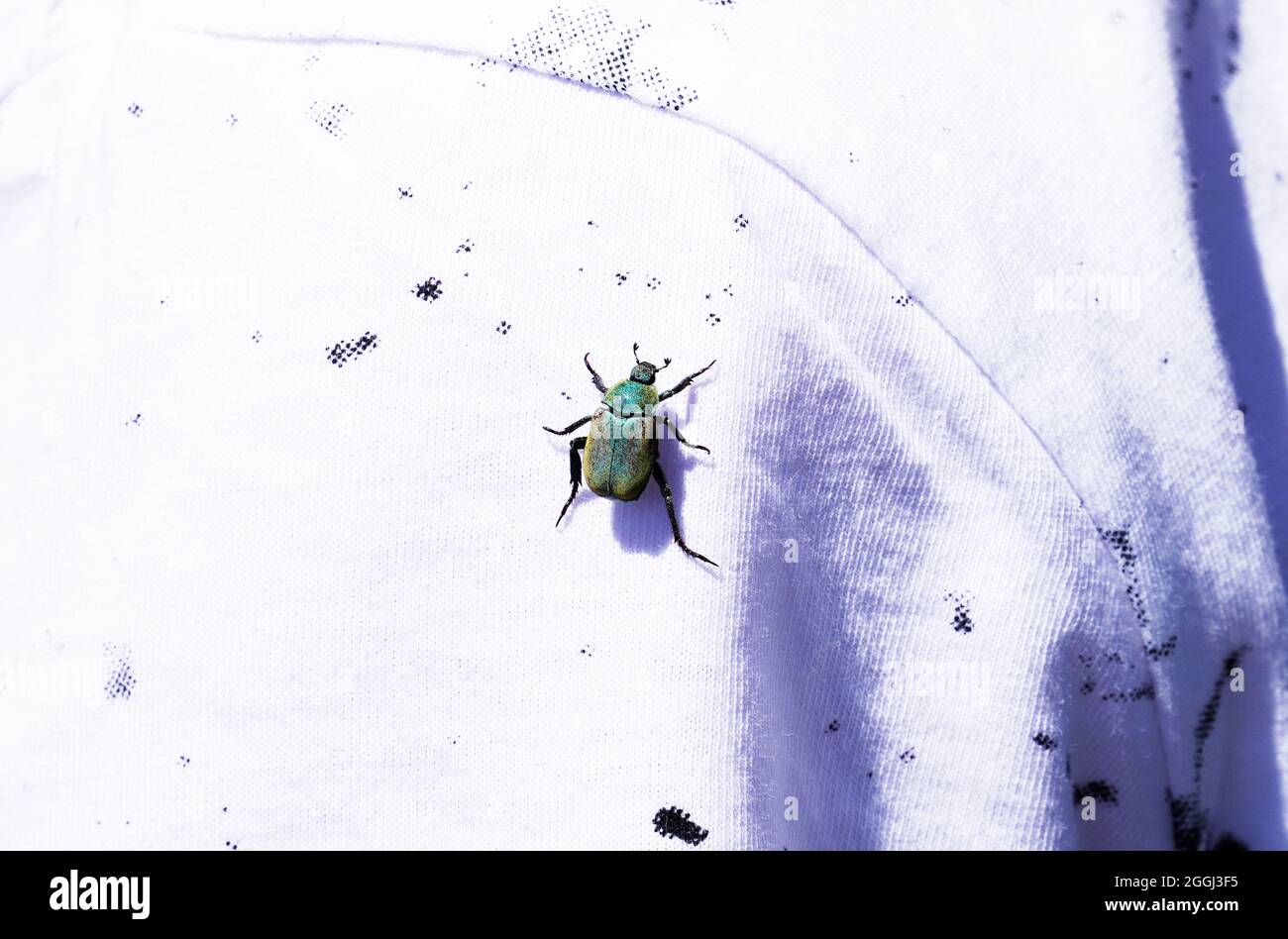 Gold dust tree beetle hi-res stock photography and images - Alamy