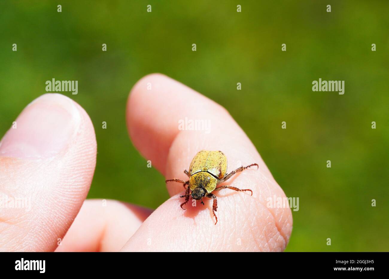 Hand insect hi-res stock photography and images - Alamy