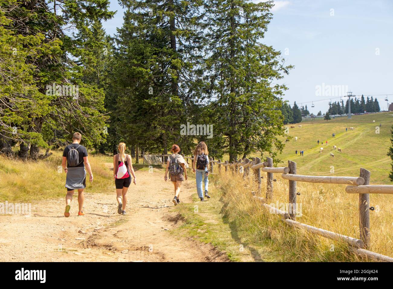 Group of people walking by hiking trail, in Rogla, Slovenia Stock Photo ...