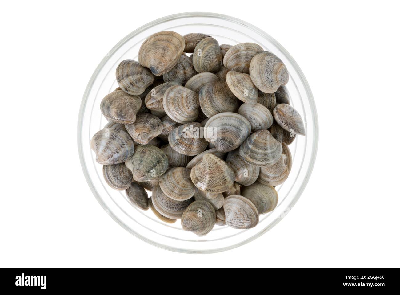 Clam birds Cut Out Stock Images & Pictures - Alamy