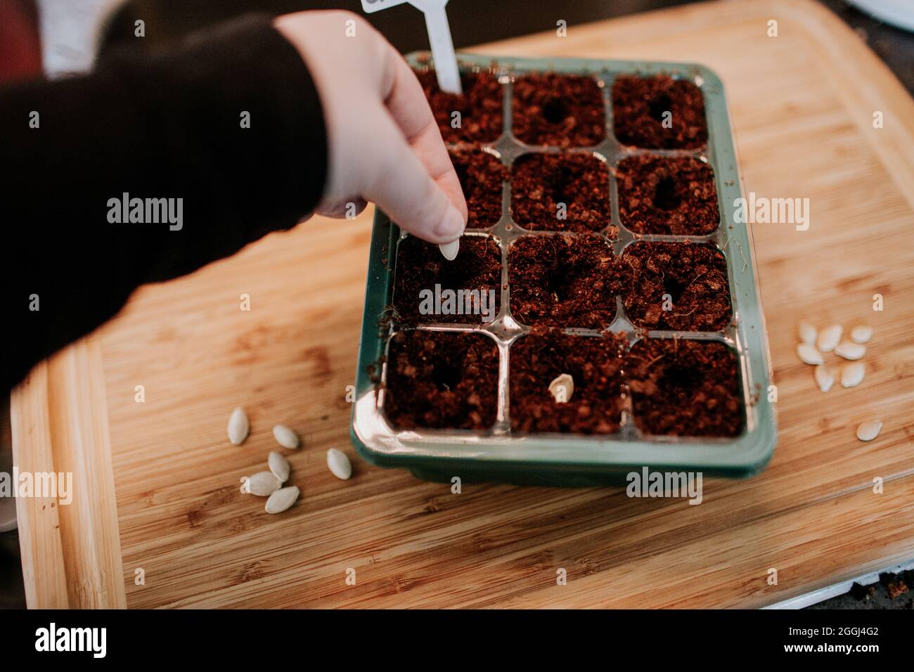 Overhead view of person planting seeds in seed starter Stock Photo - Alamy