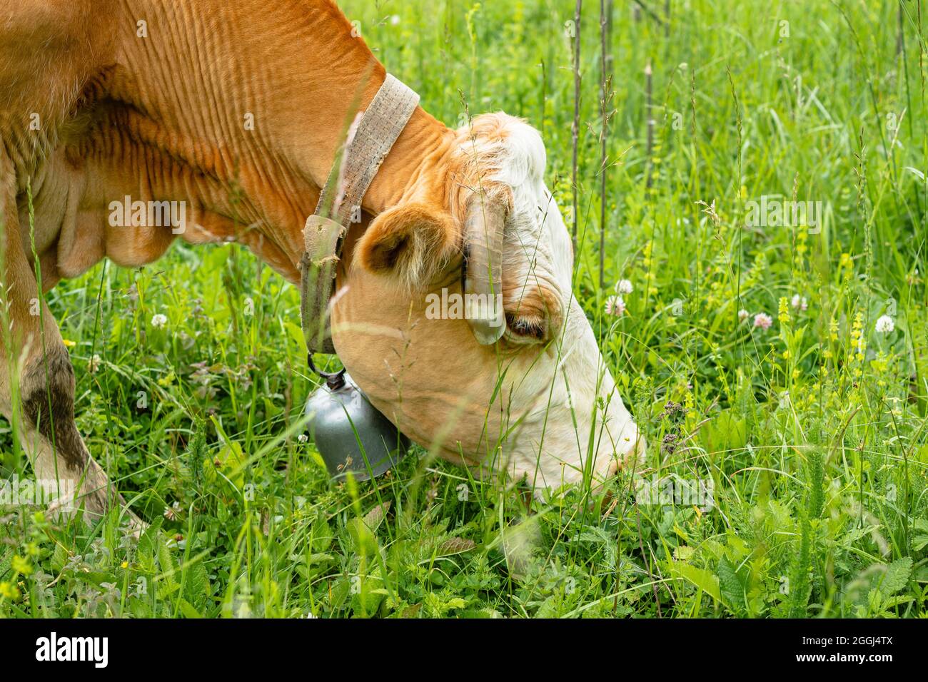 Close-up of a cow's head with a bell on its neck and the ends of its ...