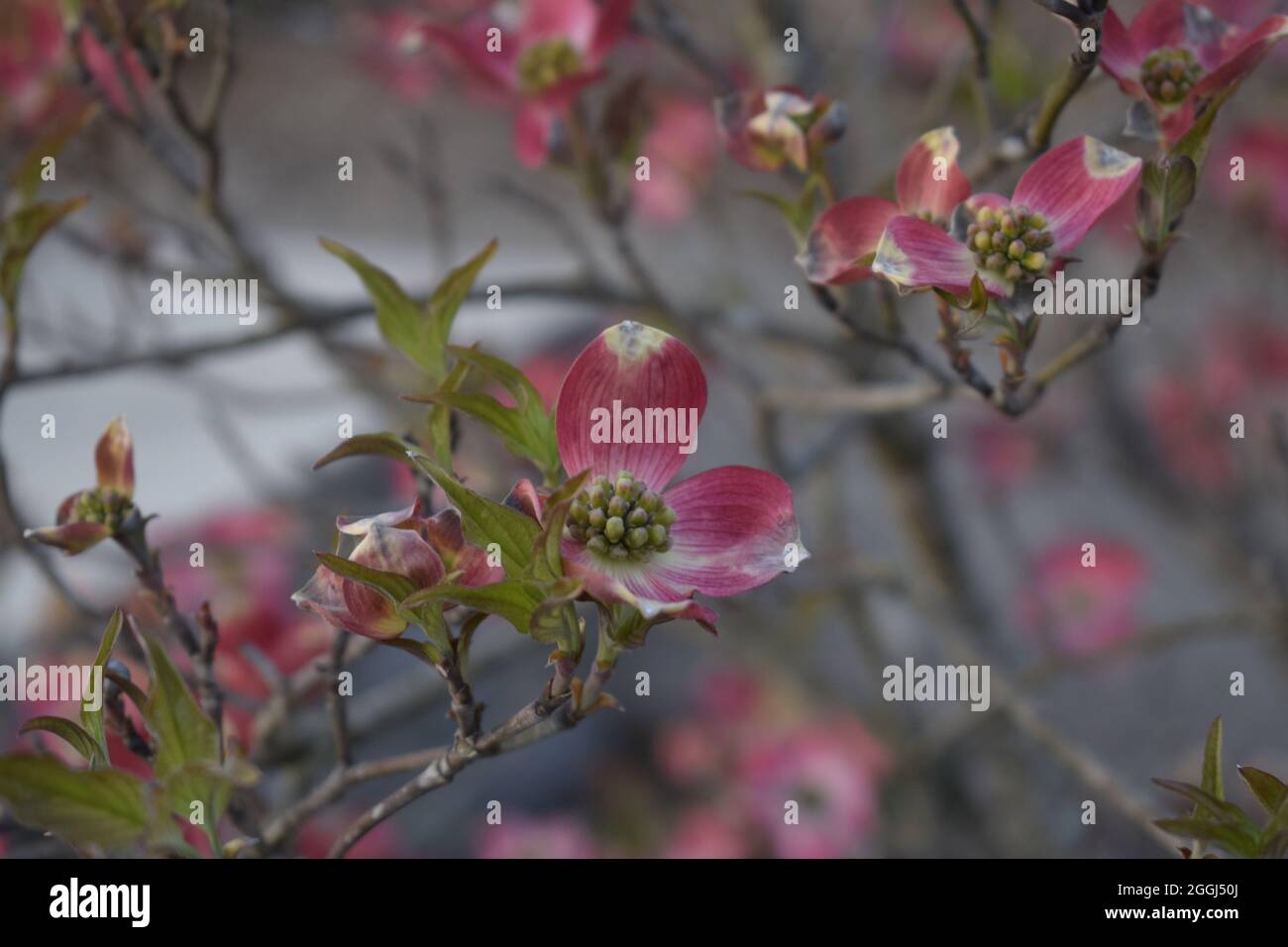 Pink Dogwood Tree Blooms in Spring Stock Photo - Alamy