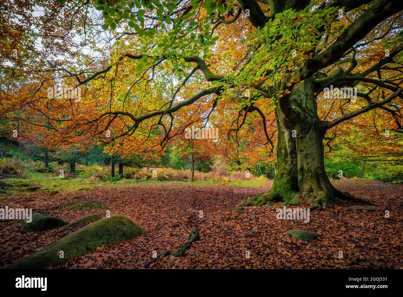 beautiful photography forest full of vegetation and trees Stock Photo ...