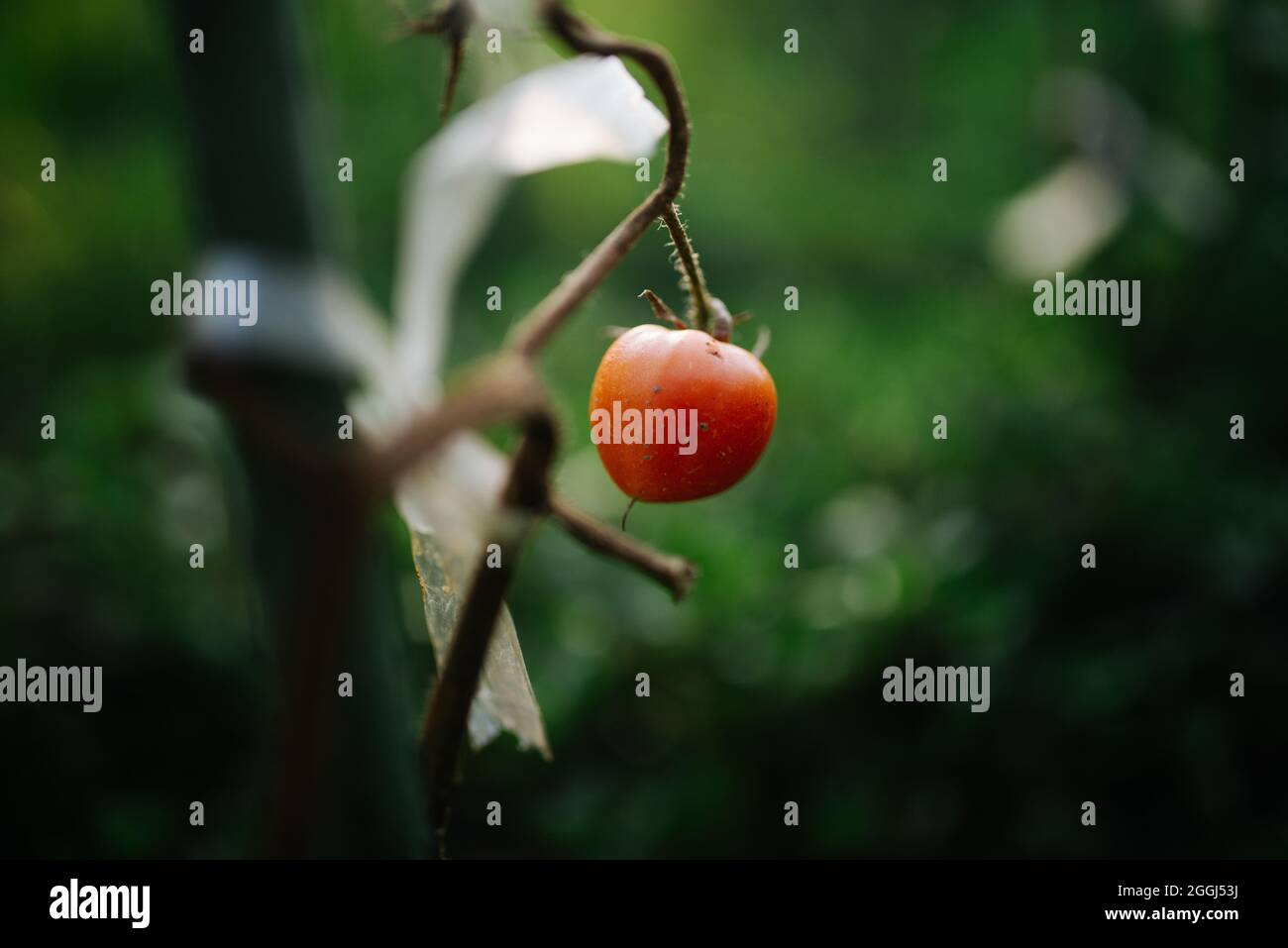 Small tomato in a greenhouse Stock Photo - Alamy