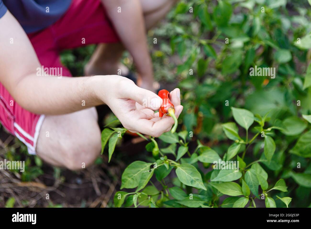 man collects vegetables in his garden putting peppers Stock Photo - Alamy