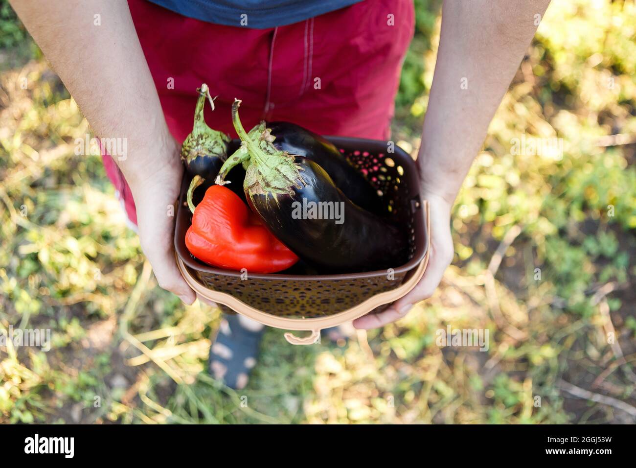 man collects vegetables in his garden putting peppers and eggplants ...