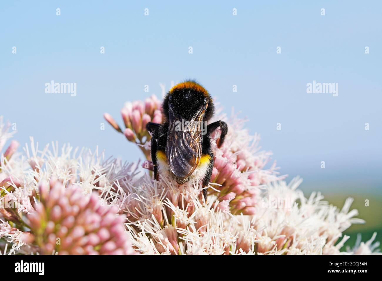 Back insect hi-res stock photography and images - Alamy