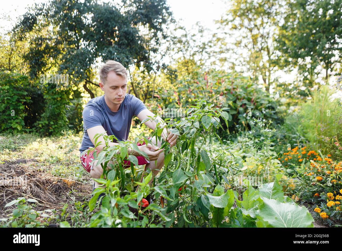 man collects vegetables in his garden putting peppers Stock Photo - Alamy