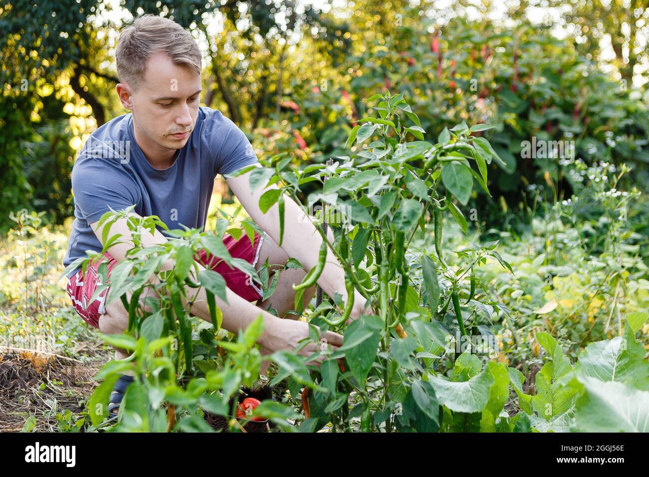 man collects vegetables in his garden putting peppers Stock Photo - Alamy