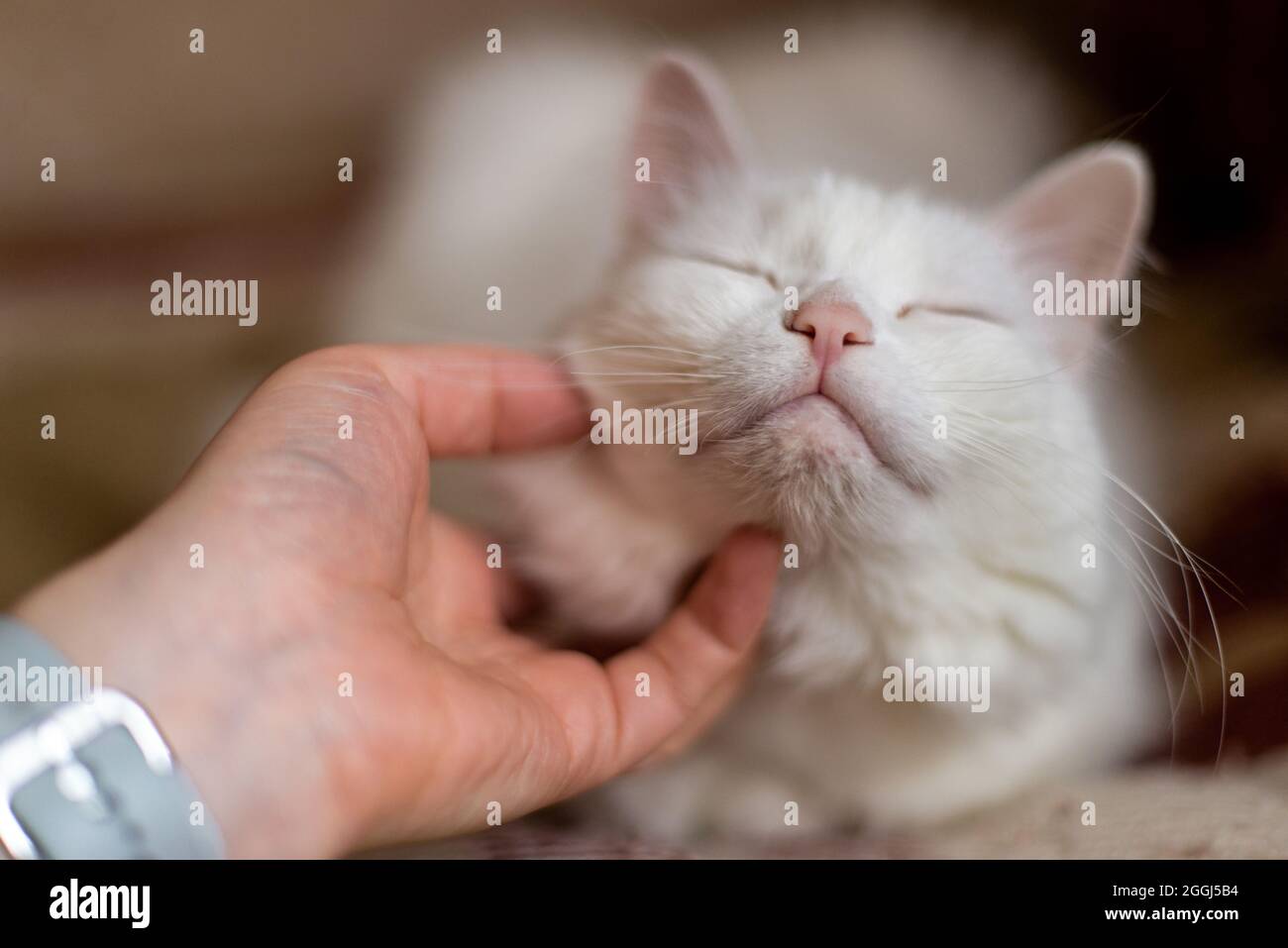 white fluffy cat enjoys caress Stock Photo - Alamy