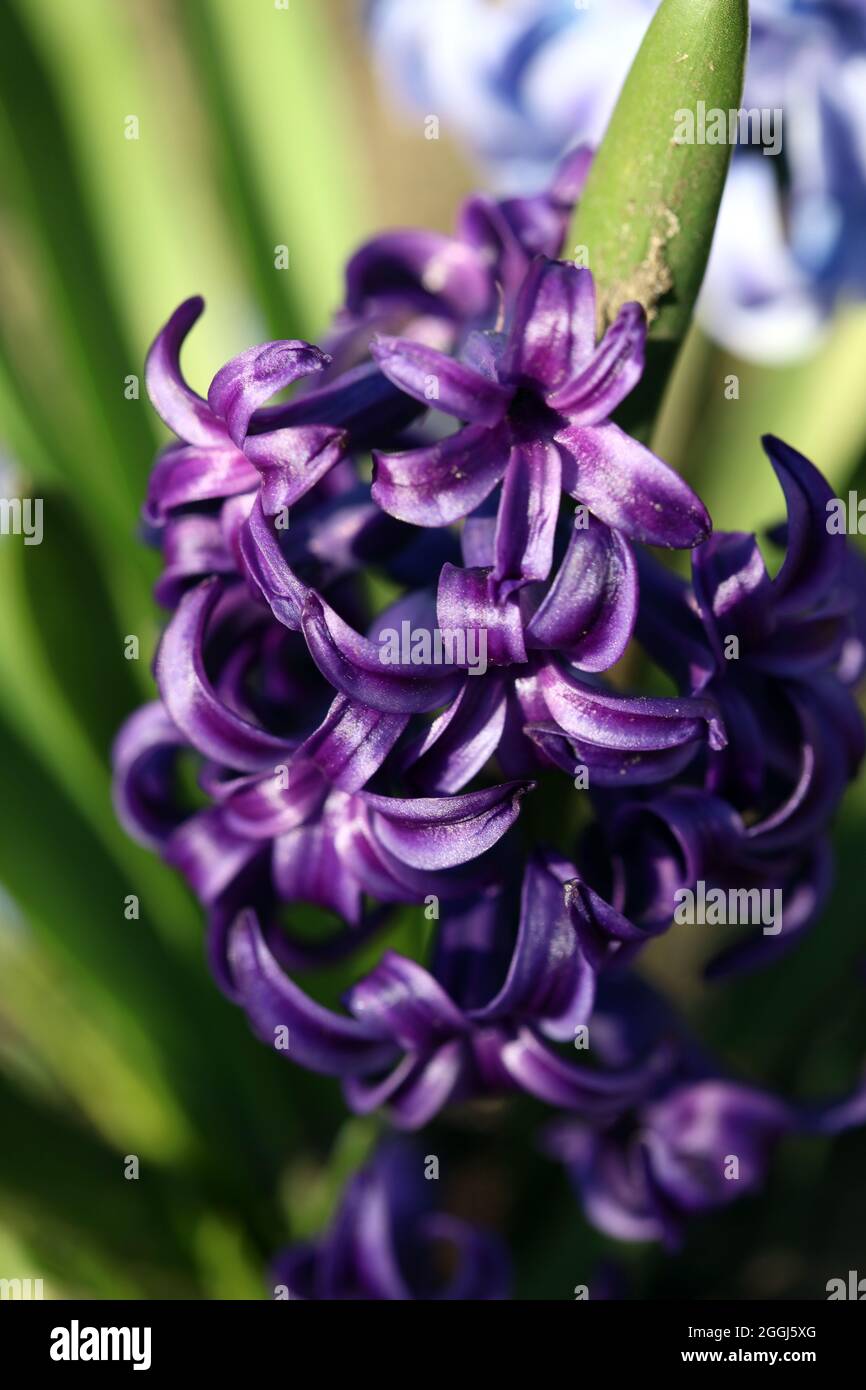 Asparagaceae family hi-res stock photography and images - Alamy