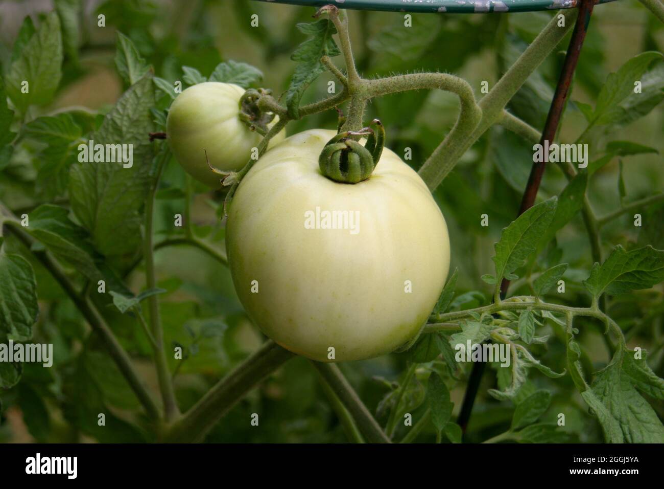 Two green garden tomatoes of different sizes on same vine Stock Photo ...