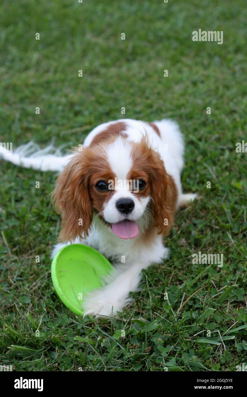 King Charles Cavalier Spaniel puppy happily playing with toy flying ...