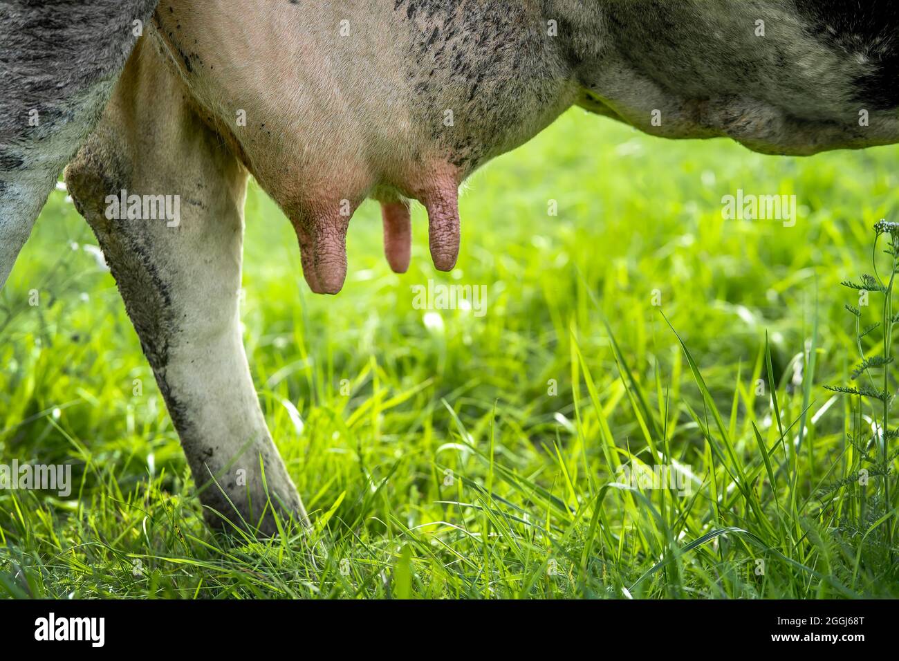 cow udder close-up on the background of grass Stock Photo - Alamy