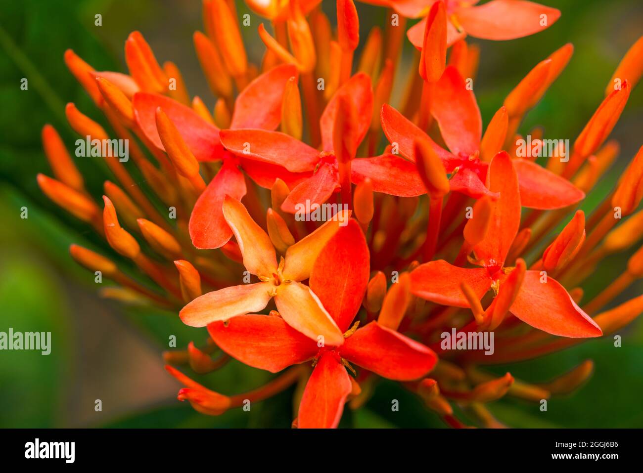 A lush blooming red dragon boat flower Stock Photo - Alamy
