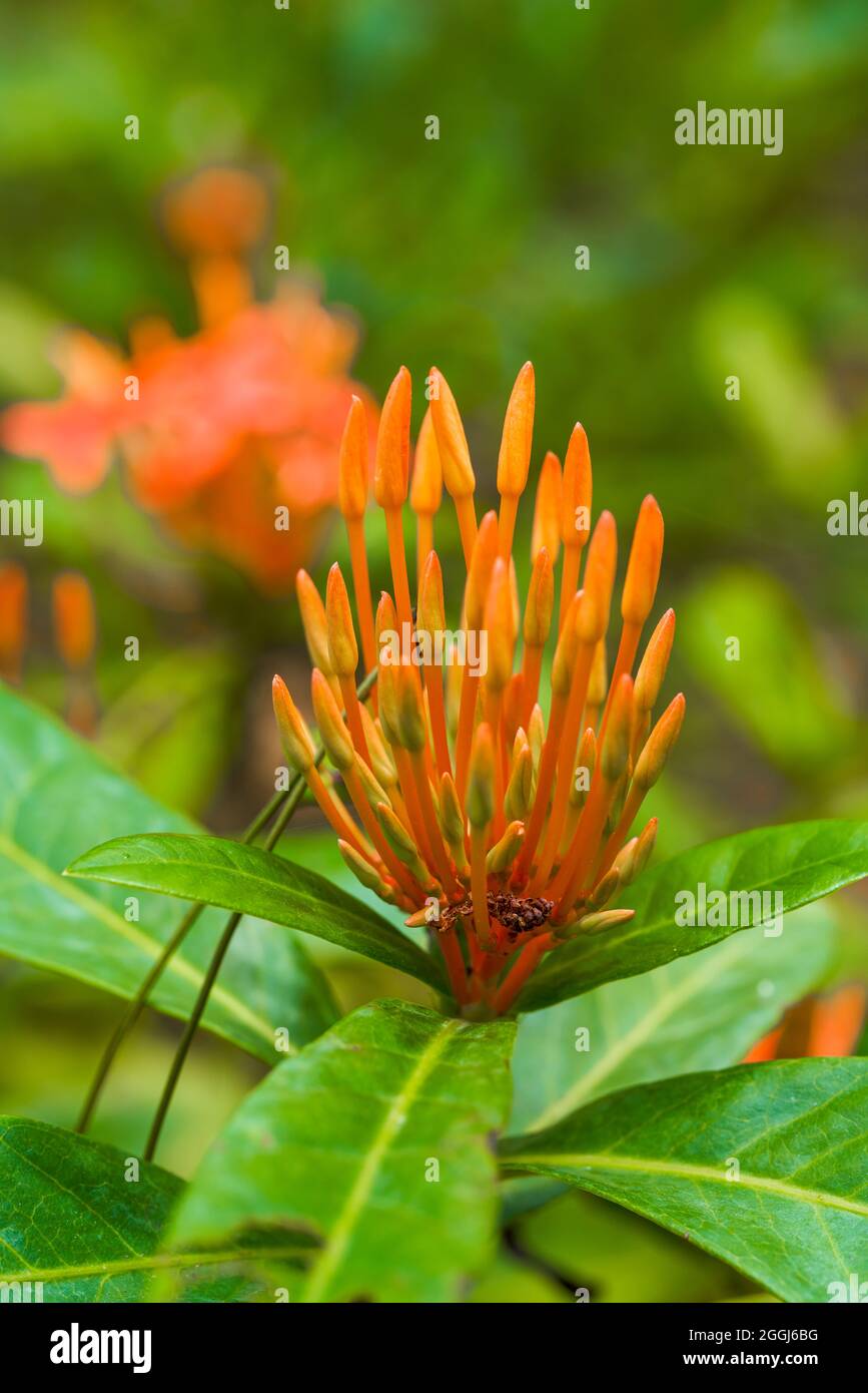 A lush blooming red dragon boat flower Stock Photo - Alamy