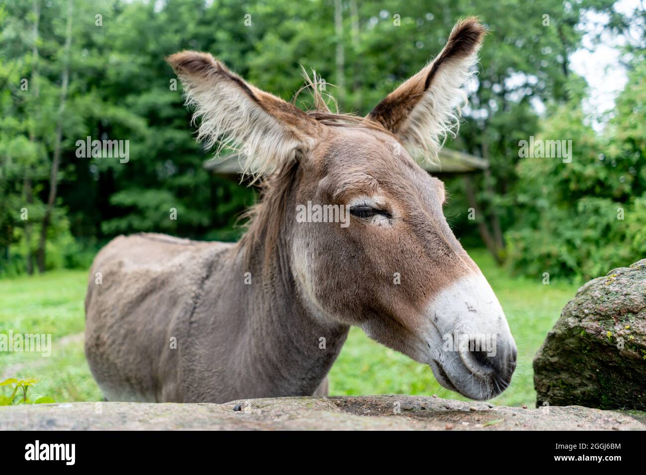 Donkey close up hi-res stock photography and images - Alamy