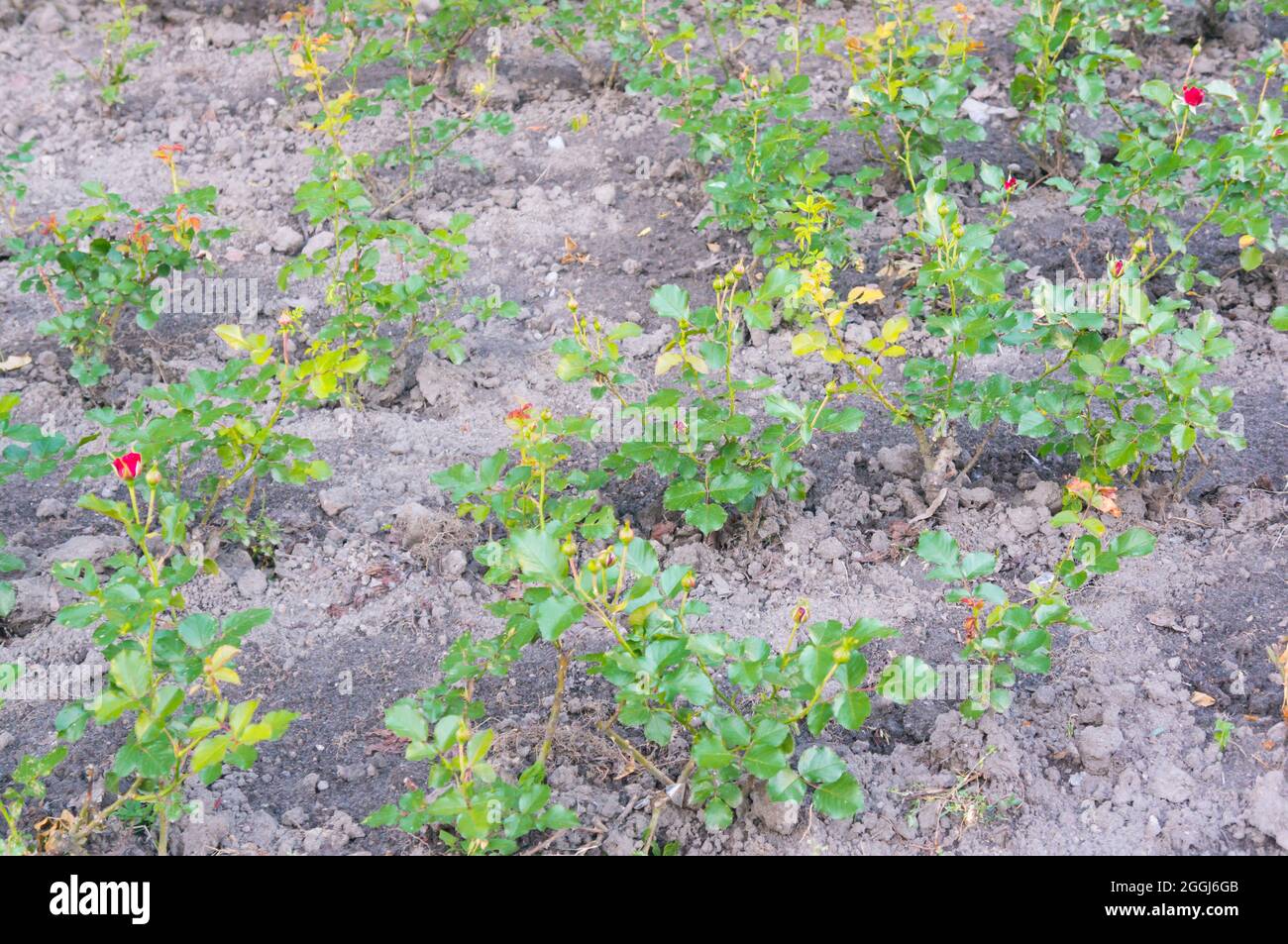 Flowers growing on the ground Stock Photo - Alamy